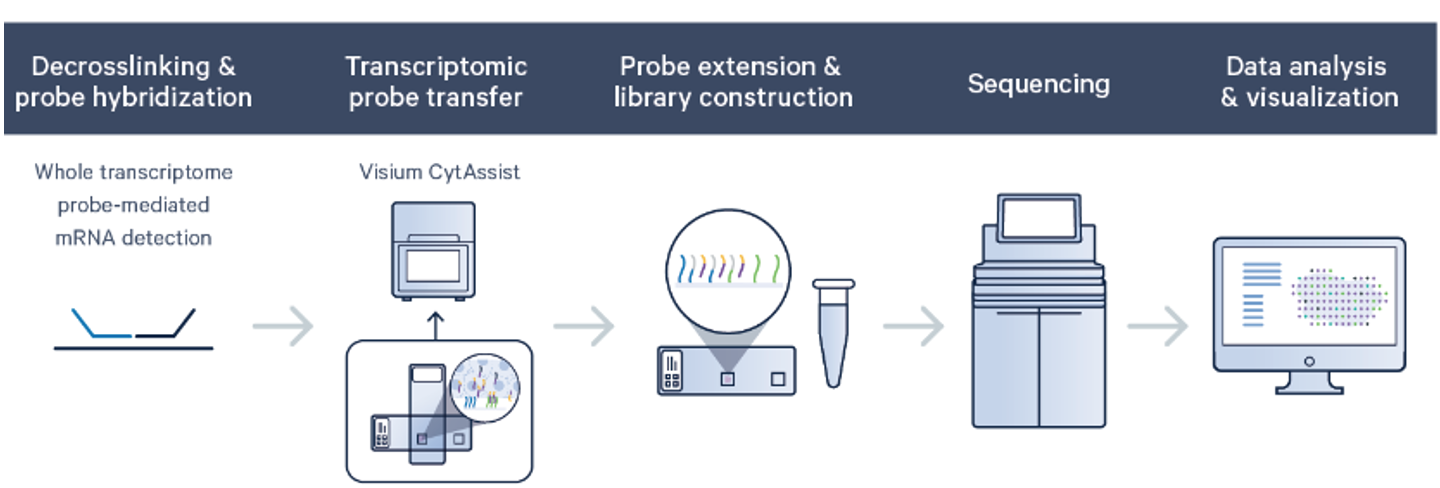 Visium CytAssist Sequencing | Cancer Genomics Center UTHealth Houston