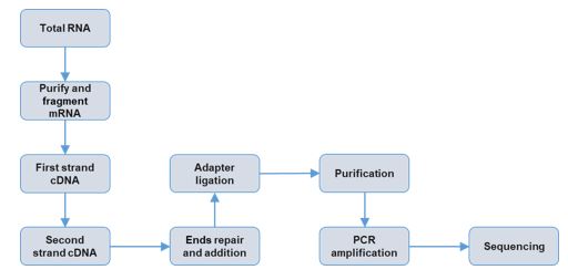 mRNA Sequencing | Cancer Genomics Center UTHealth Houston